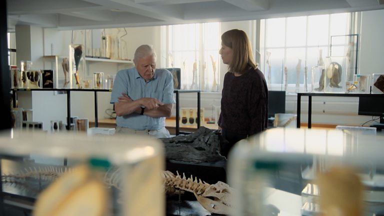 BBC One - Attenborough and the Giant Sea Monster