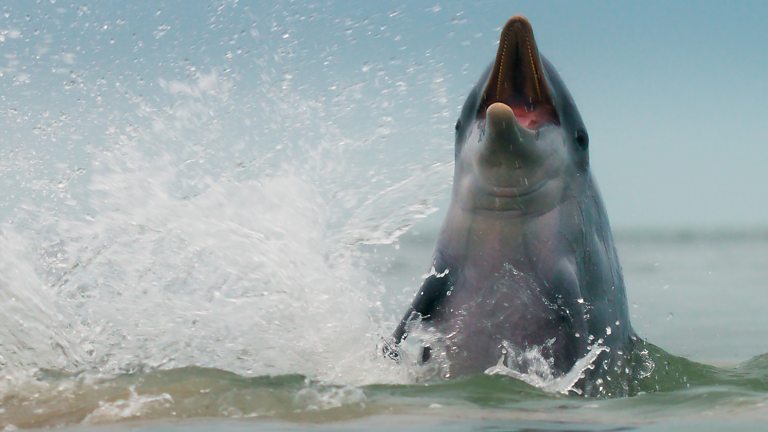 BBC One - Mammals - Episode guide