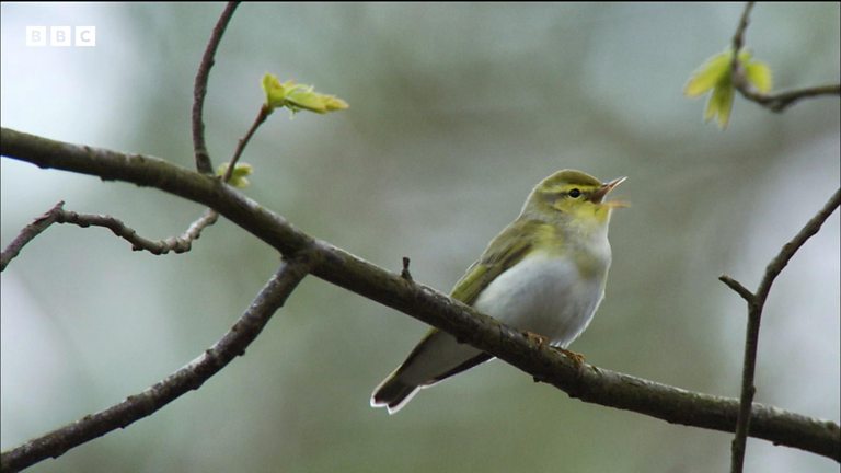 BBC Two - Springwatch, Coastal wildlife at the lighthouse
