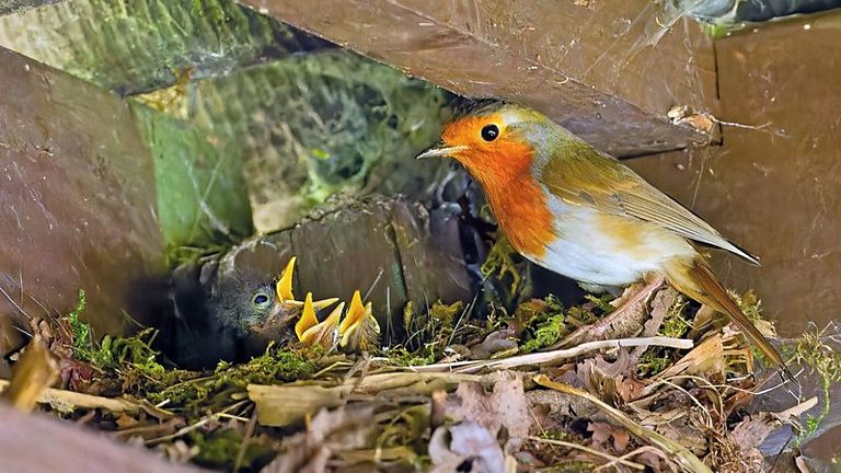 BBC Two - Springwatch