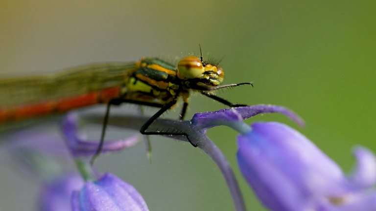 BBC Two - Springwatch, Rescued baby stoat