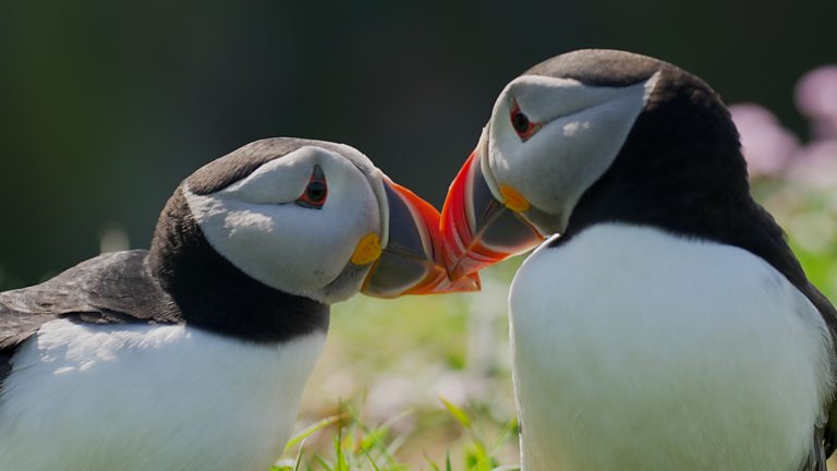 BBC Two - Springwatch - Clips