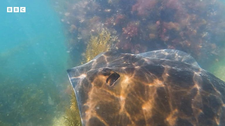 BBC Two - Springwatch, Springwatch live cameras