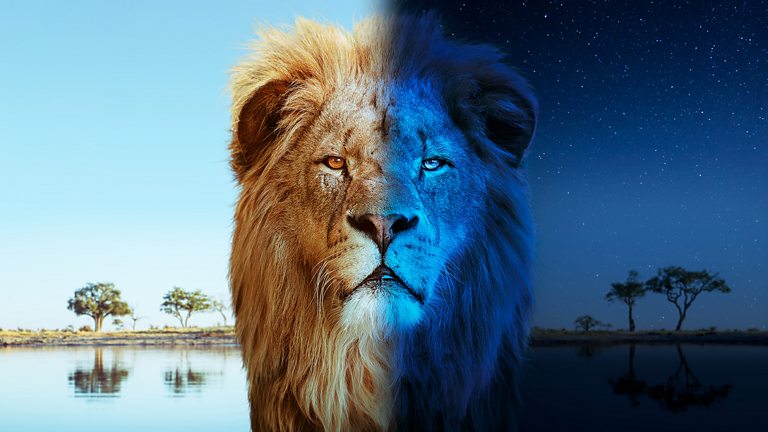 BBC Two - Big Cats 24/7 - Making Big Cats 24/7: A new format