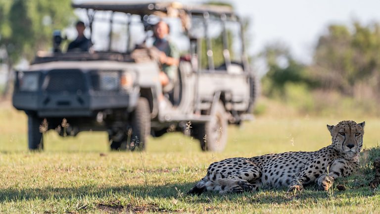 BBC Two - Big Cats 24/7 - Available now
