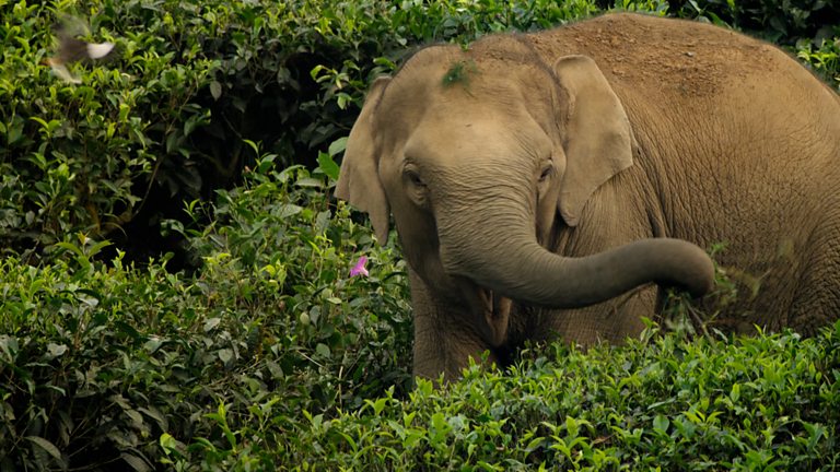 BBC One - Asia - Tracking India’s tea elephants