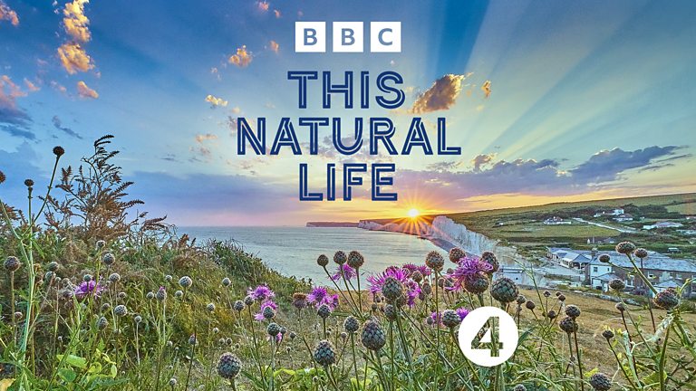 BBC - Programmes categorised as Podcasts - Available now