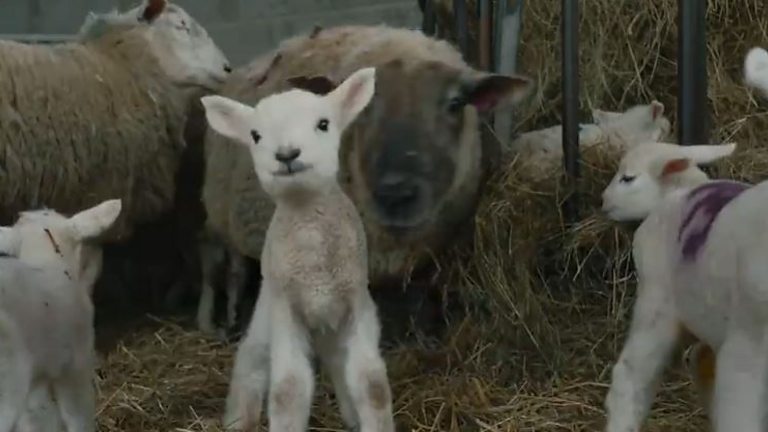 BBC Two - This Farming Life, Series 7