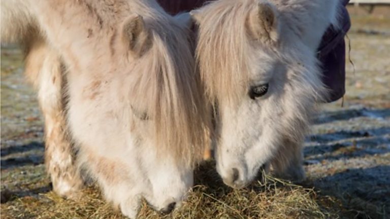 BBC Radio Cymru - Bore Cothi