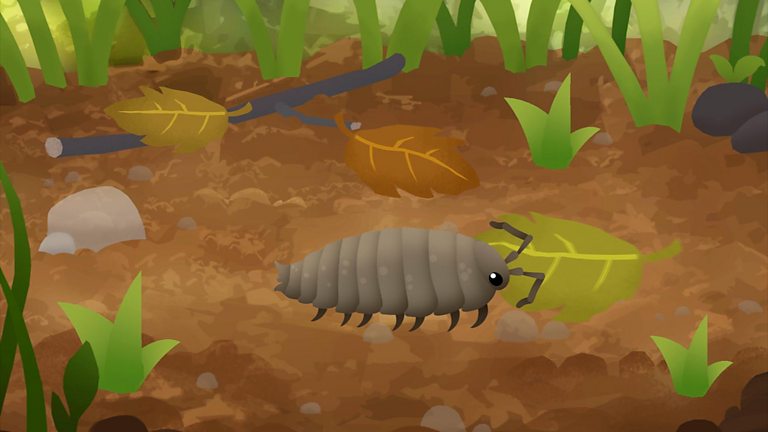 CBeebies - Teeny Tiny Creatures, Facts about Butterflies | Ferne & Rory ...
