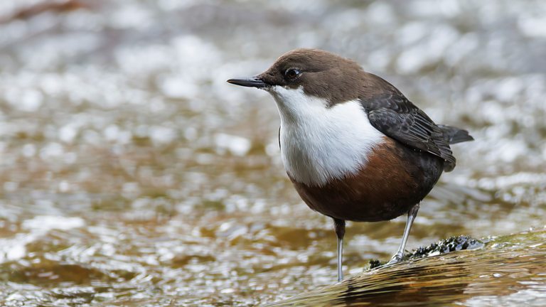 BBC Two - Springwatch, 2025 - Episode guide