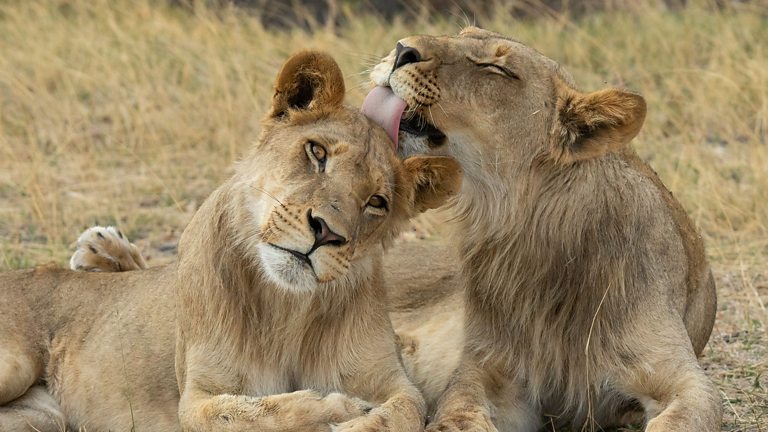 BBC Two - Big Cats 24/7