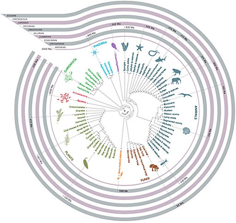 BBC Two - Wonders of Life