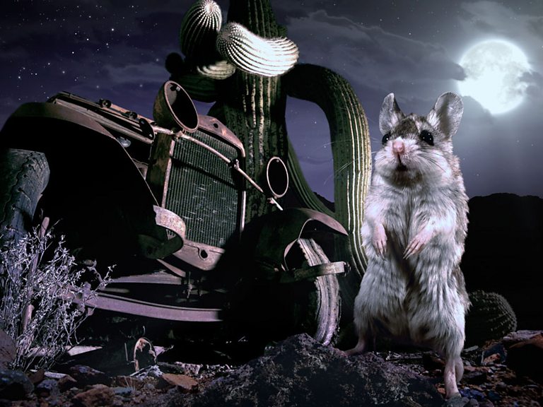 BBC One - Hidden Kingdoms - Grasshopper mouse