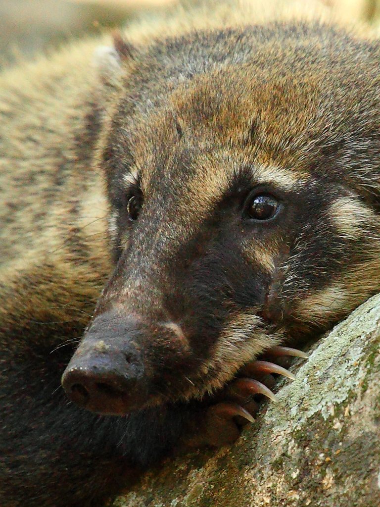 BBC Two - Wild Brazil - South American coati