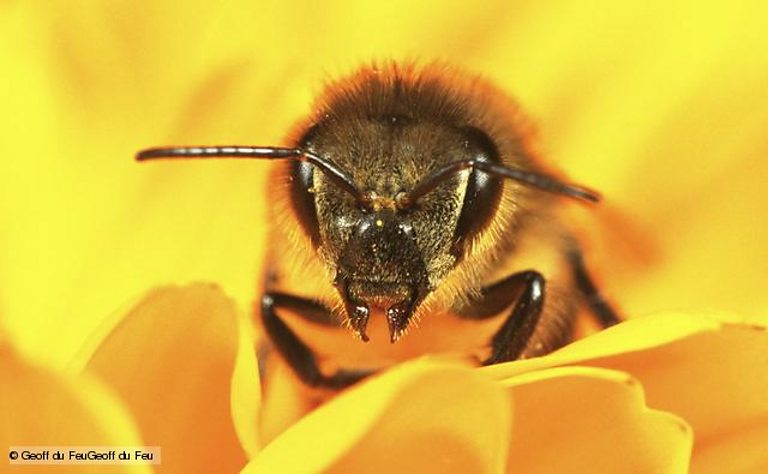 BBC Four - The Wonder of Bees with Martha Kearney