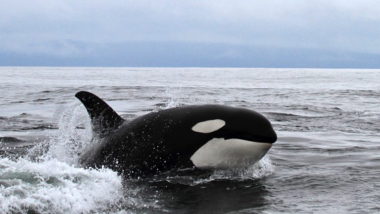 BBC Four - The Wonder of Animals - Wonder facts: Dolphins