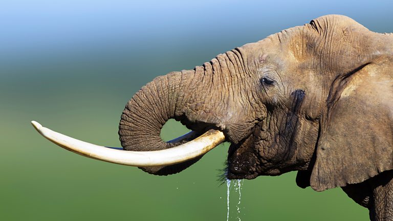 BBC Four - The Wonder of Animals - Wonder facts: Elephants