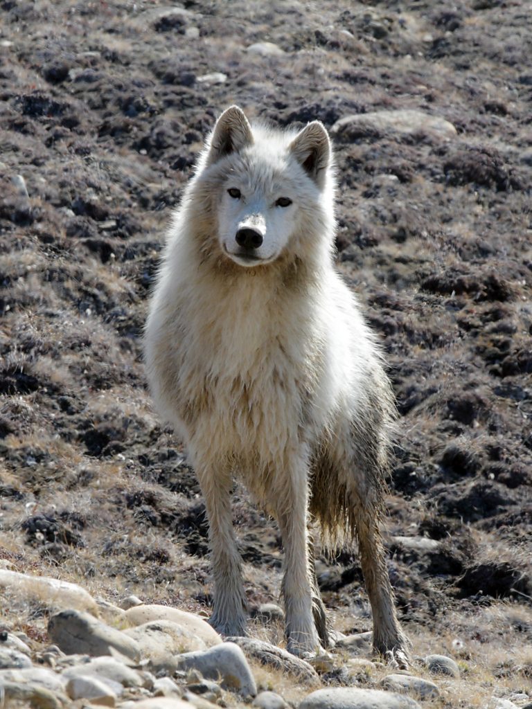 BBC Two - Snow Wolf Family and Me - What’s in a wolf’s stare?