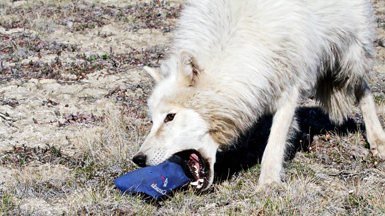 BBC Two - Snow Wolf Family and Me - What’s in a wolf’s stare?