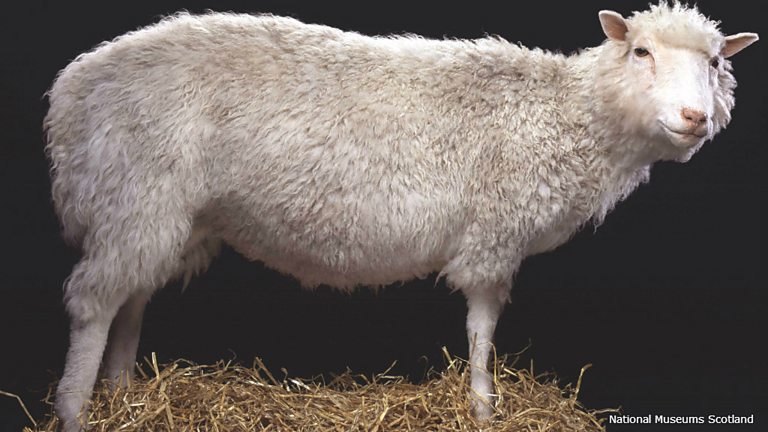 BBC Radio 5 Live - 5 live Daily - 'I was there': Dolly the Sheep ...