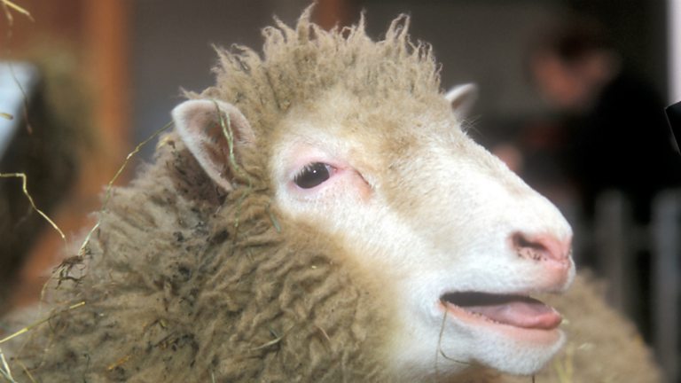 BBC Radio 5 Live - 5 live Daily - 'I was there': Dolly the Sheep ...