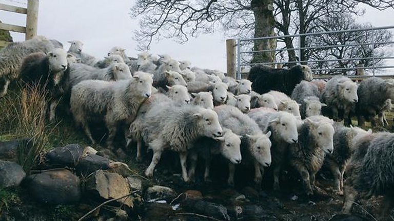 BBC Radio 4 - The Shepherd's Life by James Rebanks - James Rebanks: One ...