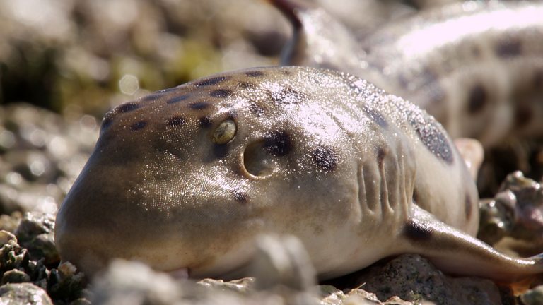 BBC One - Shark - Frilled shark
