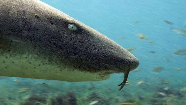 BBC One - Shark - Swell shark