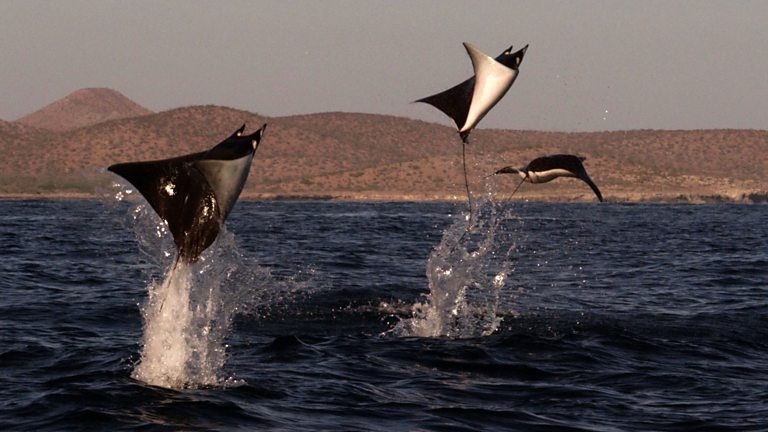 BBC One - Shark - Mobula ray
