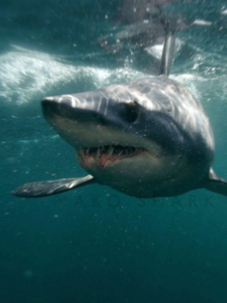 BBC One - Shark - Shortfin mako shark