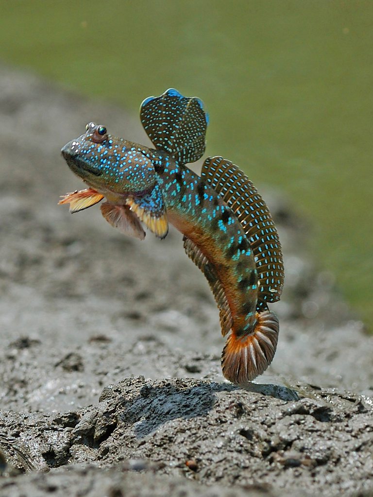 BBC One - Nature's Greatest Dancers - Great blue spotted mudskipper