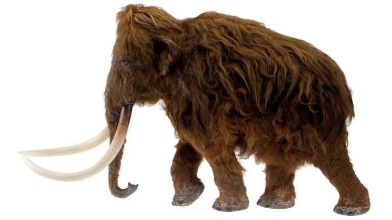 BBC Radio 4 - Natural Histories, Mammoths - 13 mammoth facts about mammoths