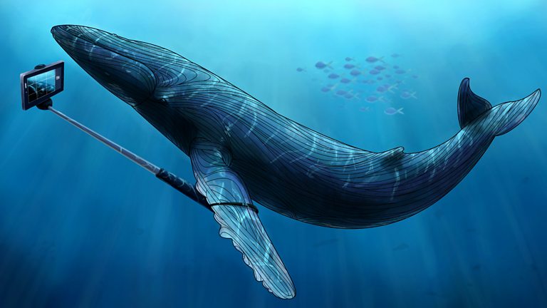 BBC Radio 4 - Natural Histories, Whales - From hunting to watching ...