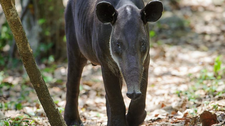 BBC Radio 4 - Seriously..., Seriously... - Are these the world's eight ...