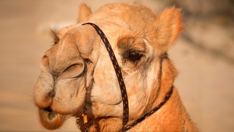 BBC Radio 4 - Natural Histories - Giraffemania: When Europe went spotty ...