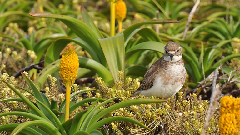 BBC One - Planet Earth II - Megaherbs of the sub Antarctic islands