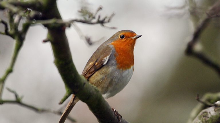 BBC Radio 4 - Costing the Earth - 10 amazing facts about coral reefs ...