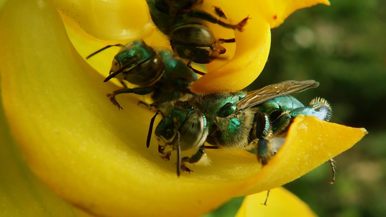 BBC Two - Mexico: Earth's Festival of Life - Filming orchid bees ...