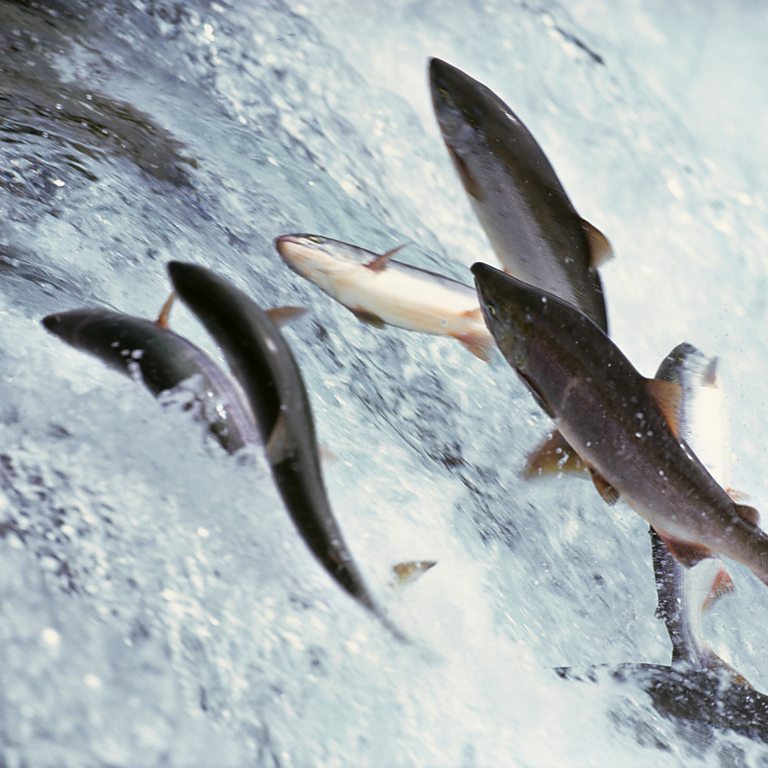 BBC One - Wild Alaska Live - Salmon