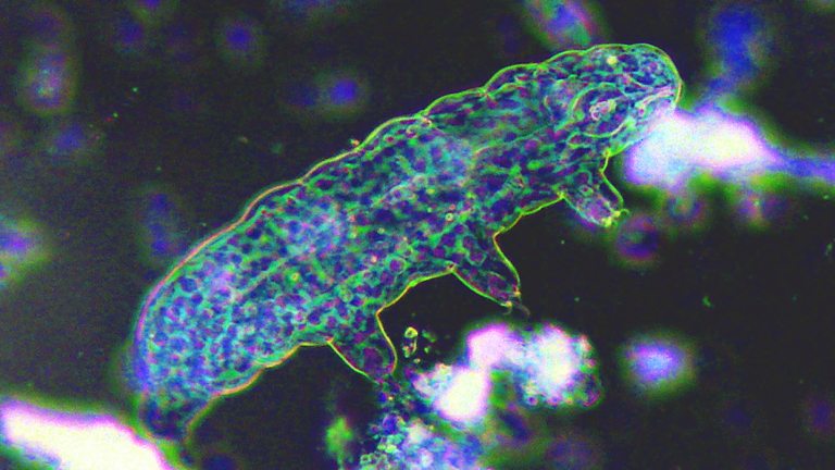 BBC Radio 4 - Natural Histories - What Are Tardigrades?