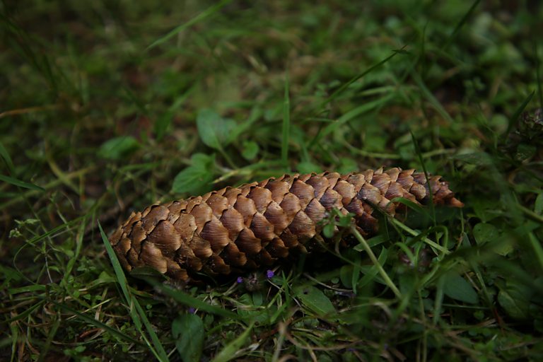 BBC Two - Springwatch - Explore a British forest through this beautiful ...