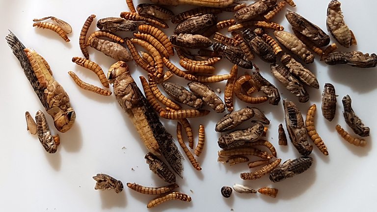 BBC Scotland - BBC Scotland - The centuries-old journey to harvest a ...