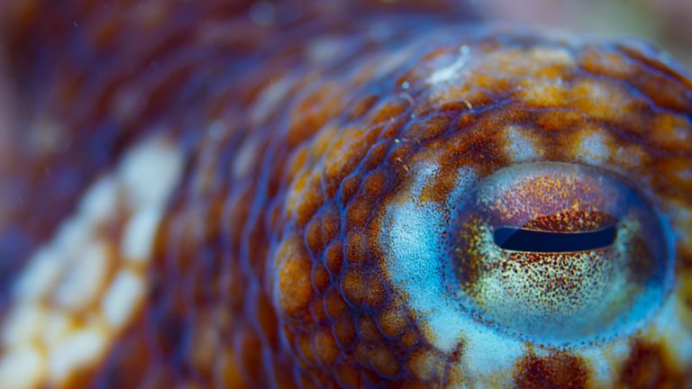 BBC One - Blue Planet II - Getting to know an octopus