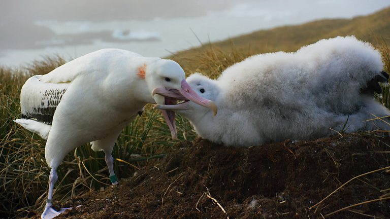 BBC One - Blue Planet II - Filming albatross chicks eating plastic