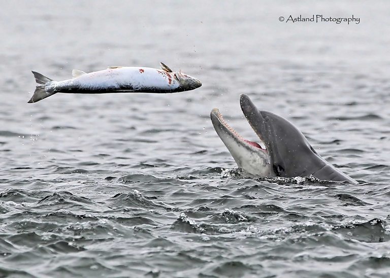 BBC Blogs - Springwatch - Eight delightful dolphin photos that'll ...