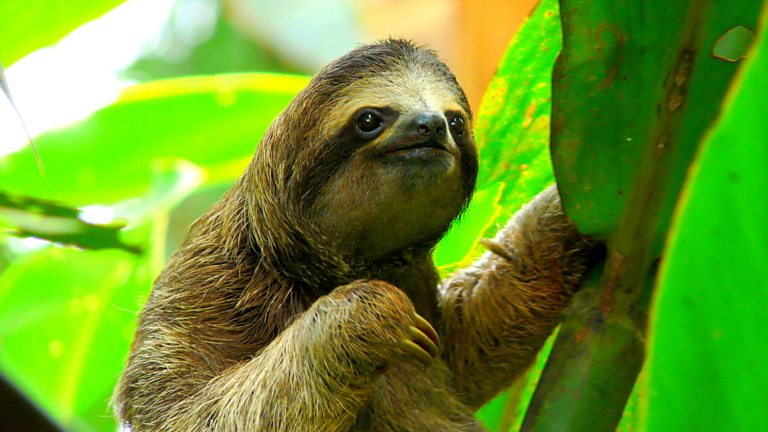 BBC Radio 4 - Radio 4 in Four - 10 incredible facts about the sloth