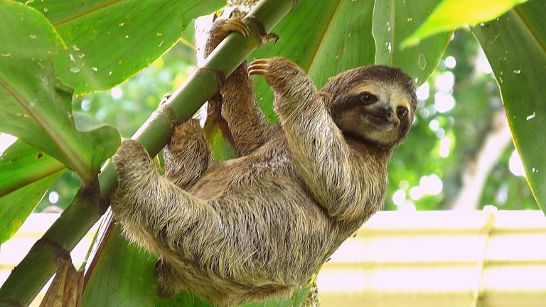 BBC Radio 4 - The Power of..., The Power of Sloth - Why we should all ...