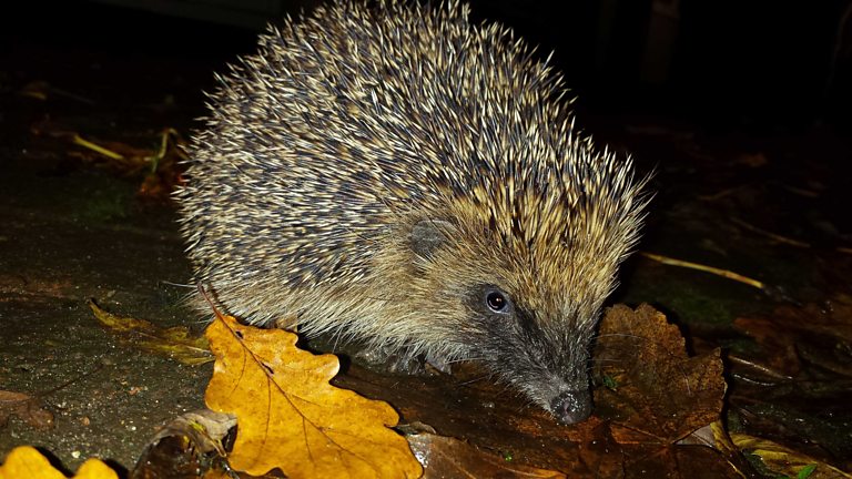 BBC Radio 4 - Radio 4 in Four - Nine things you didn’t know about hedgehogs
