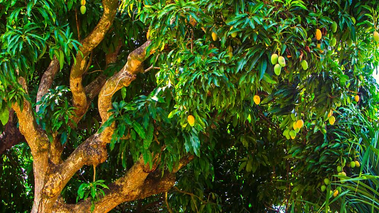 BBC Radio 4 - Radio 4 in Four - 13 juicy facts about mangoes